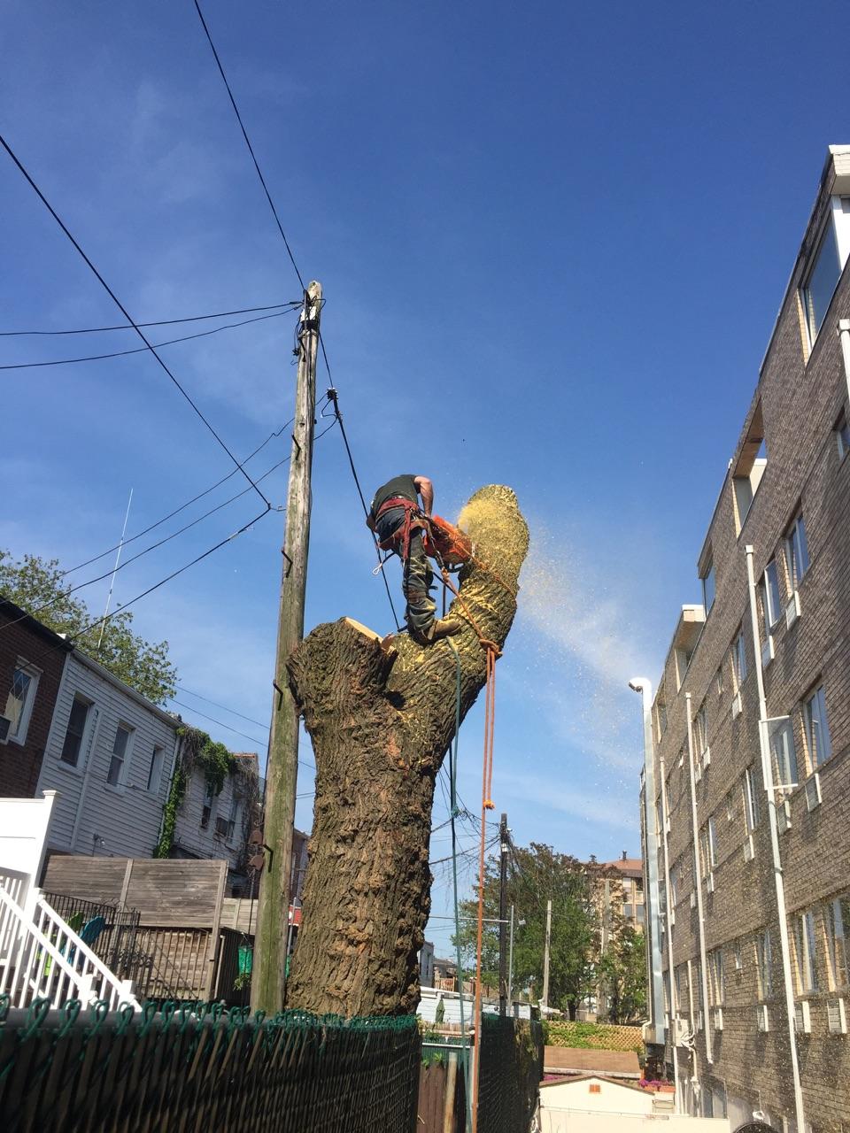 Tree Removal: Queens Tree Removal | Tree Removal Service NYC
